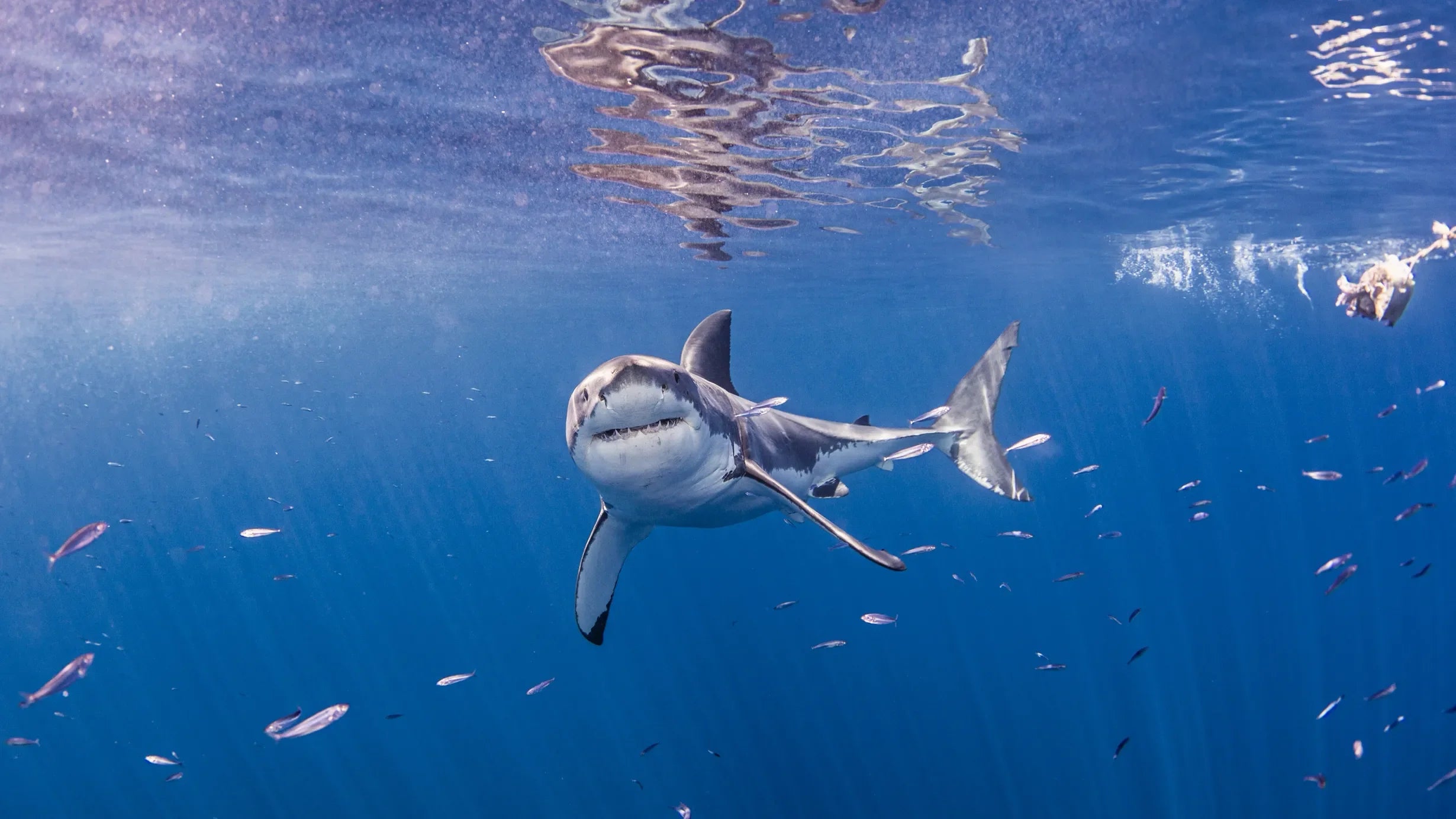 Shark cage diving Port Lincoln: what to expect [2026] – L'Anse French Cafe